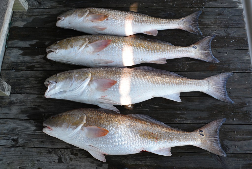 4 Redfish in a Row – Rigolets Marina